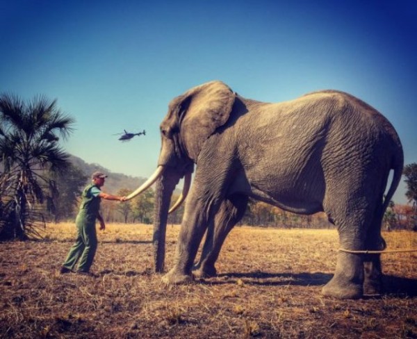 The Elephant Rope - Dwarkadhish Holistic Centre